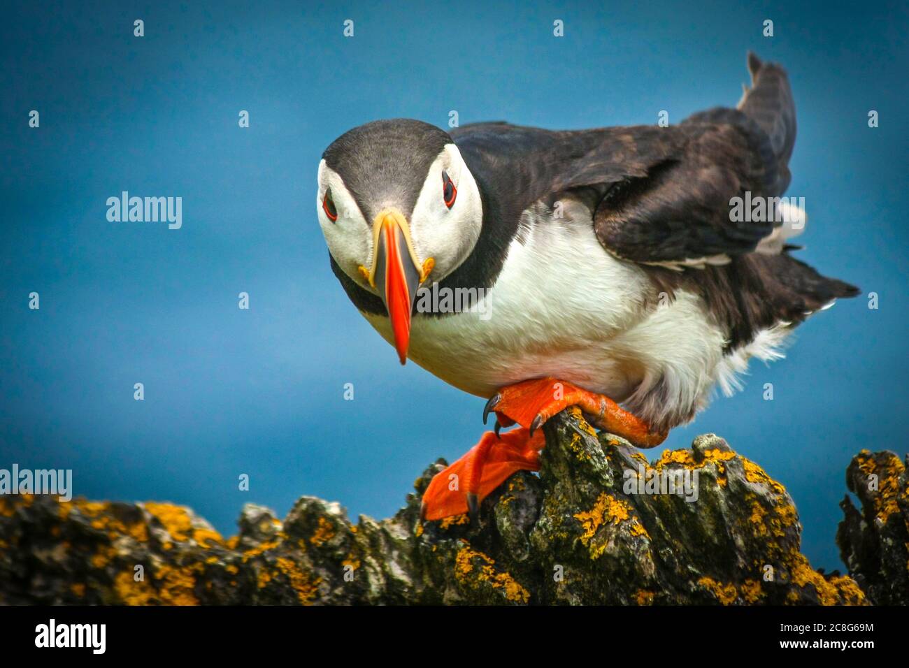 colourful puffins on Skellig Michael, Ireland Stock Photo - Alamy