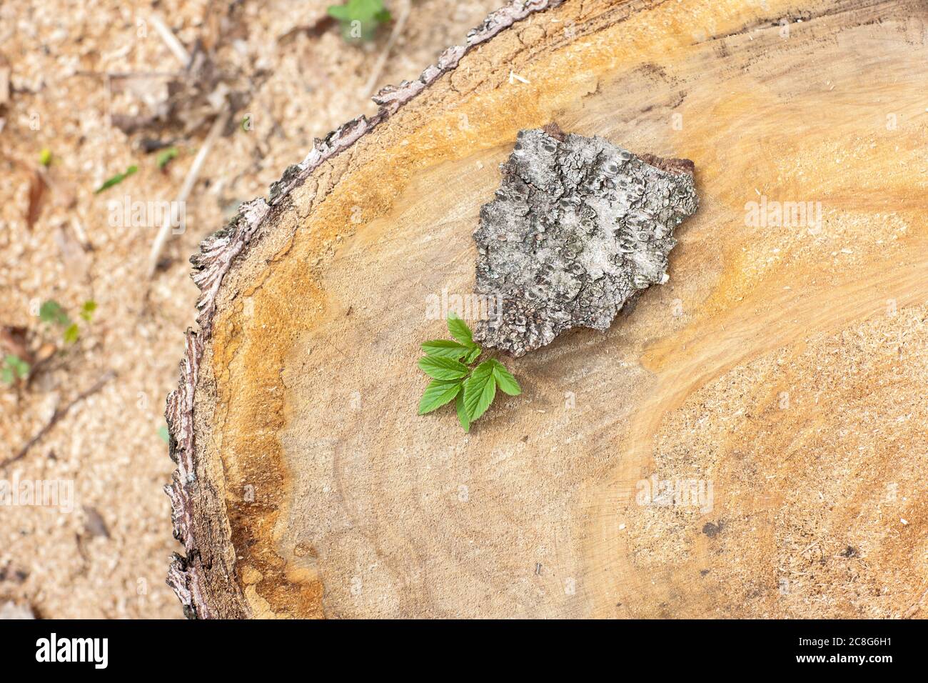 Sawed tree with shavings and leaf Stock Photo - Alamy