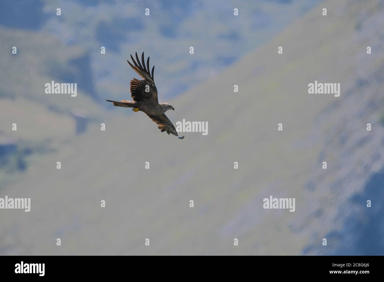 Black kite flying over the mountains Stock Photo - Alamy