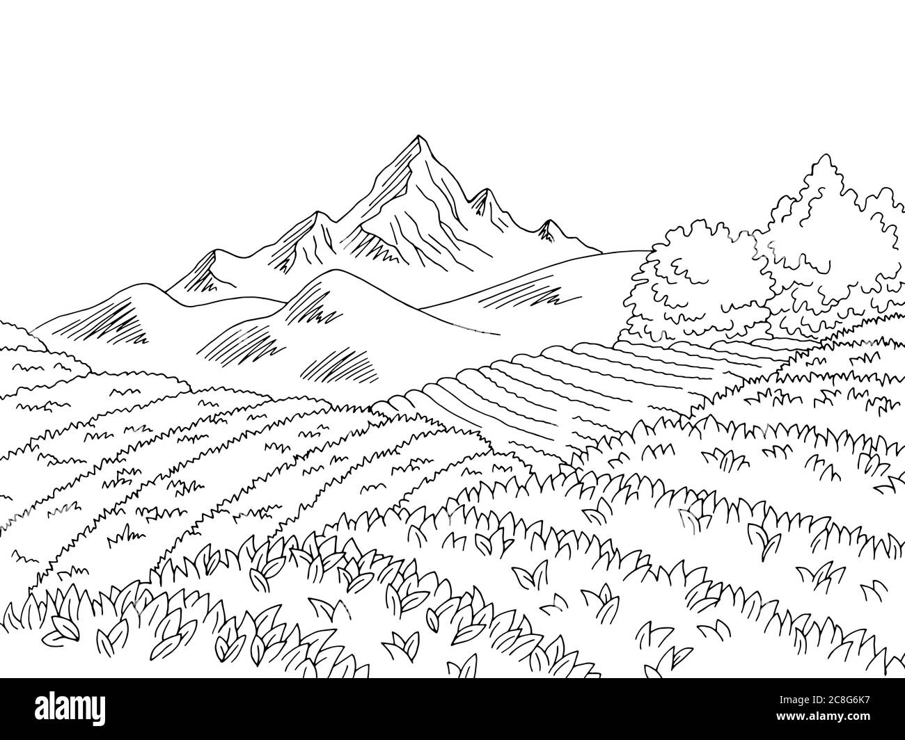 Tea plantation graphic black white landscape sketch illustration vector ...