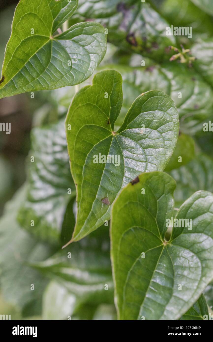 Close up shot of the leaves of Black Bryony / Tamus communis in a ...