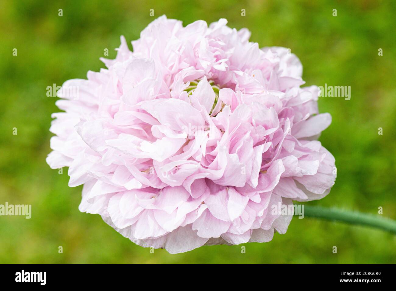 The flower of a Poppy 'Tallulah Belle Blush' Stock Photo - Alamy
