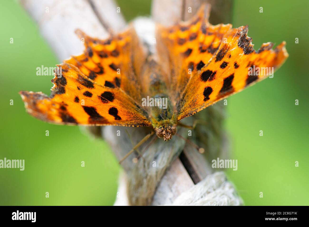 A comma butterfly (Polygonia c-album) with its wings open Stock Photo ...