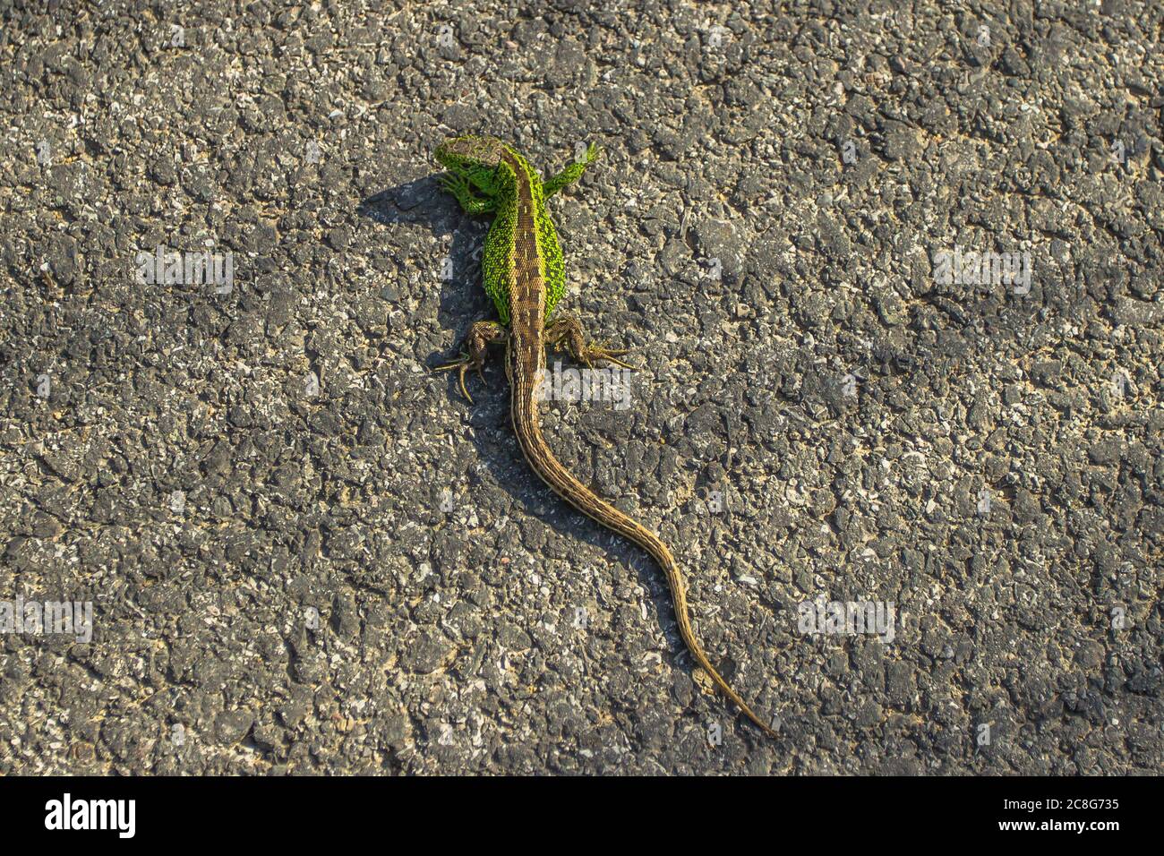 Brown green lizard crawling on the ground. Very beautiful and small ...