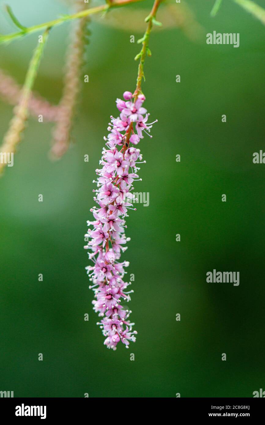 Tamarisk uk hi-res stock photography and images - Alamy