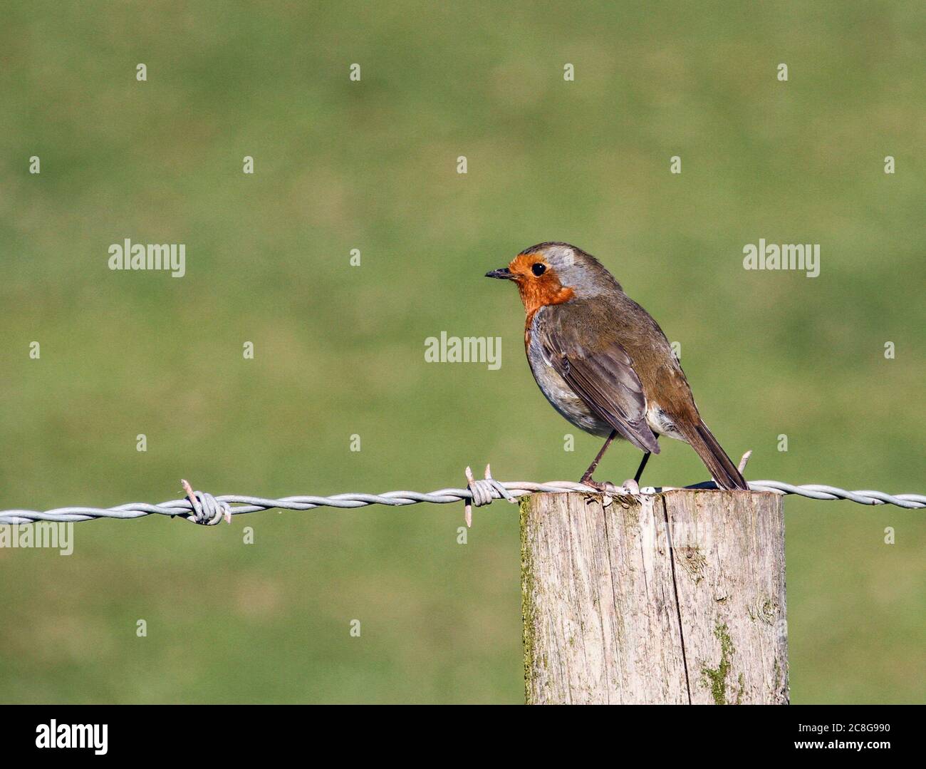 A red breasted robin perched beside the South West Coastal Path at ...