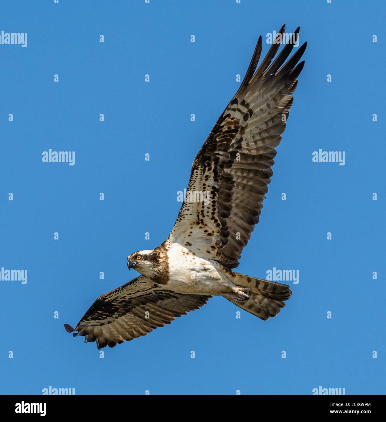 A beautiful shot of the underside of a flying osprey bird on a clear ...