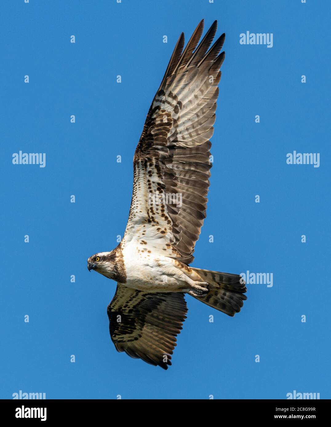 A beautiful shot of the underside of a flying osprey bird on a clear ...