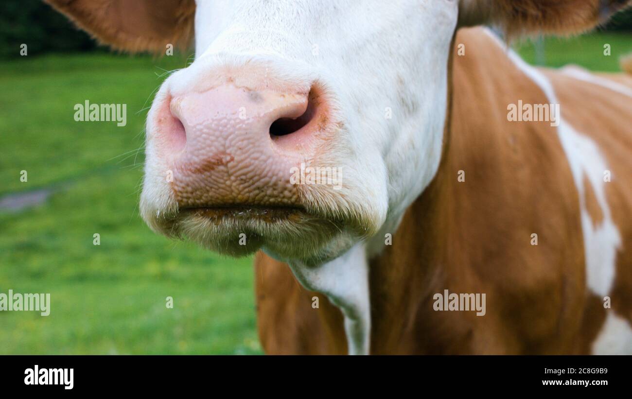 Cattle in a Alpine mountain pasture. Grass fed cows are rich in Omega-3 ...