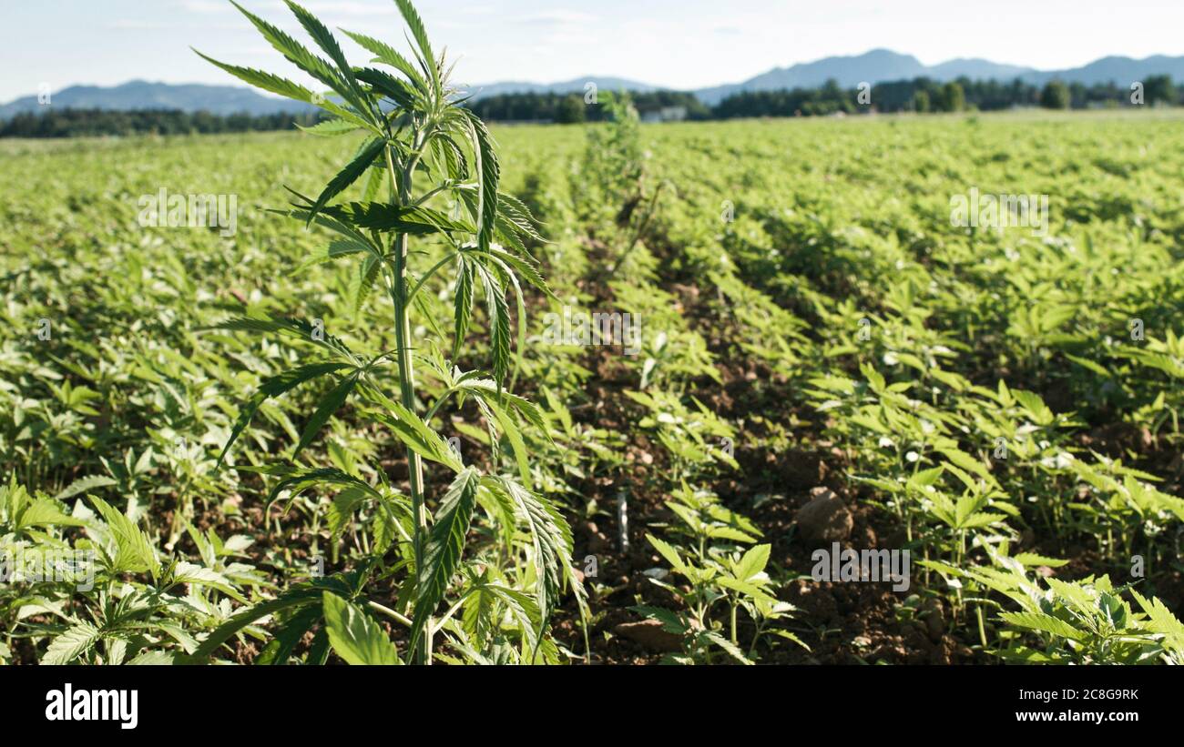 Cannabis hemp plants growing in the farm field with sun shining for cbd ...