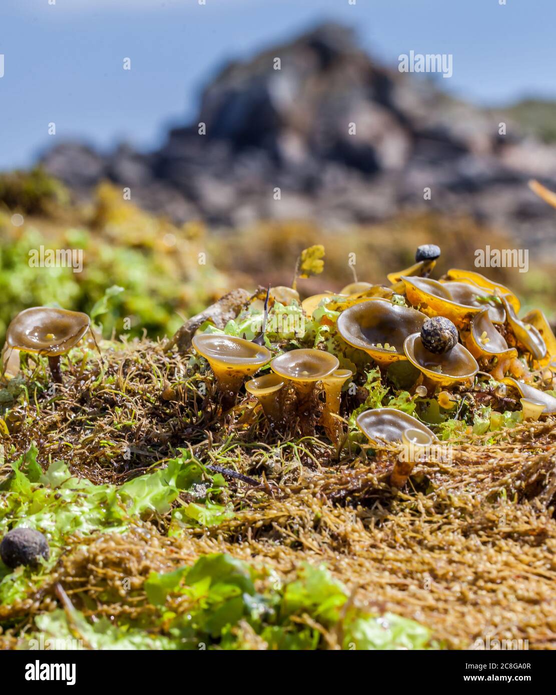 Close up algae hi-res stock photography and images - Alamy