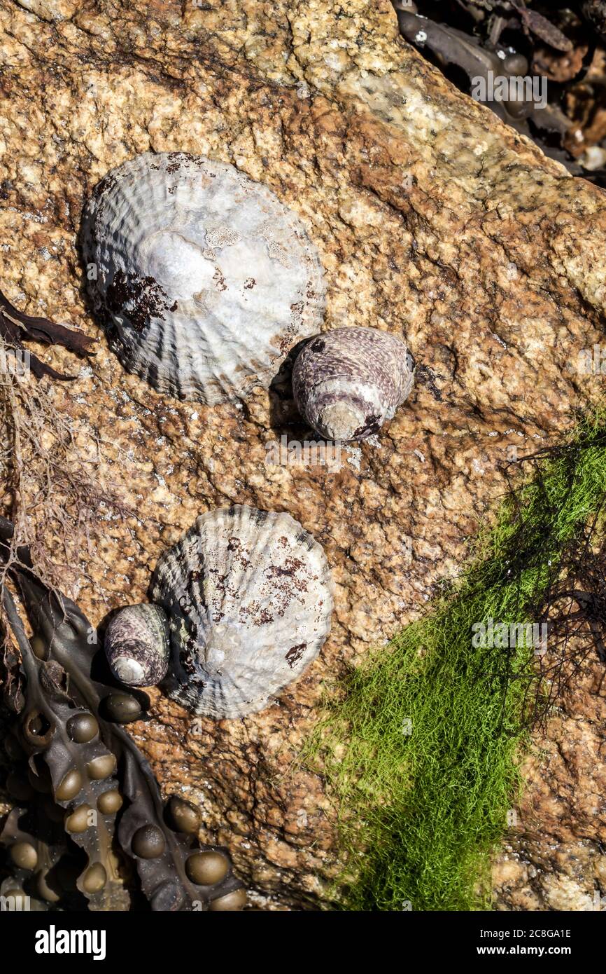 close up seashells on a rock Stock Photo - Alamy