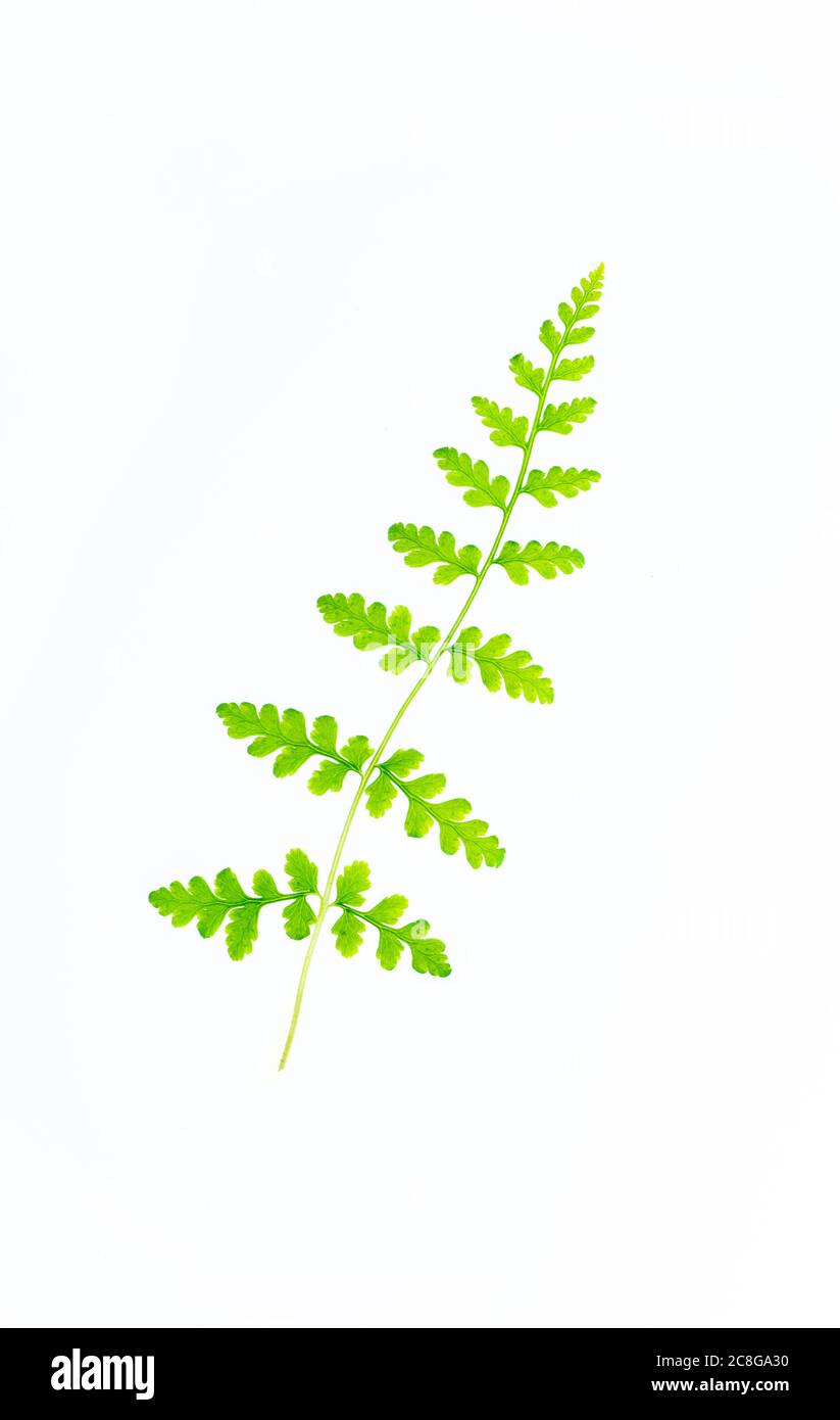 Fern foliage Cut Out Stock Images & Pictures - Alamy