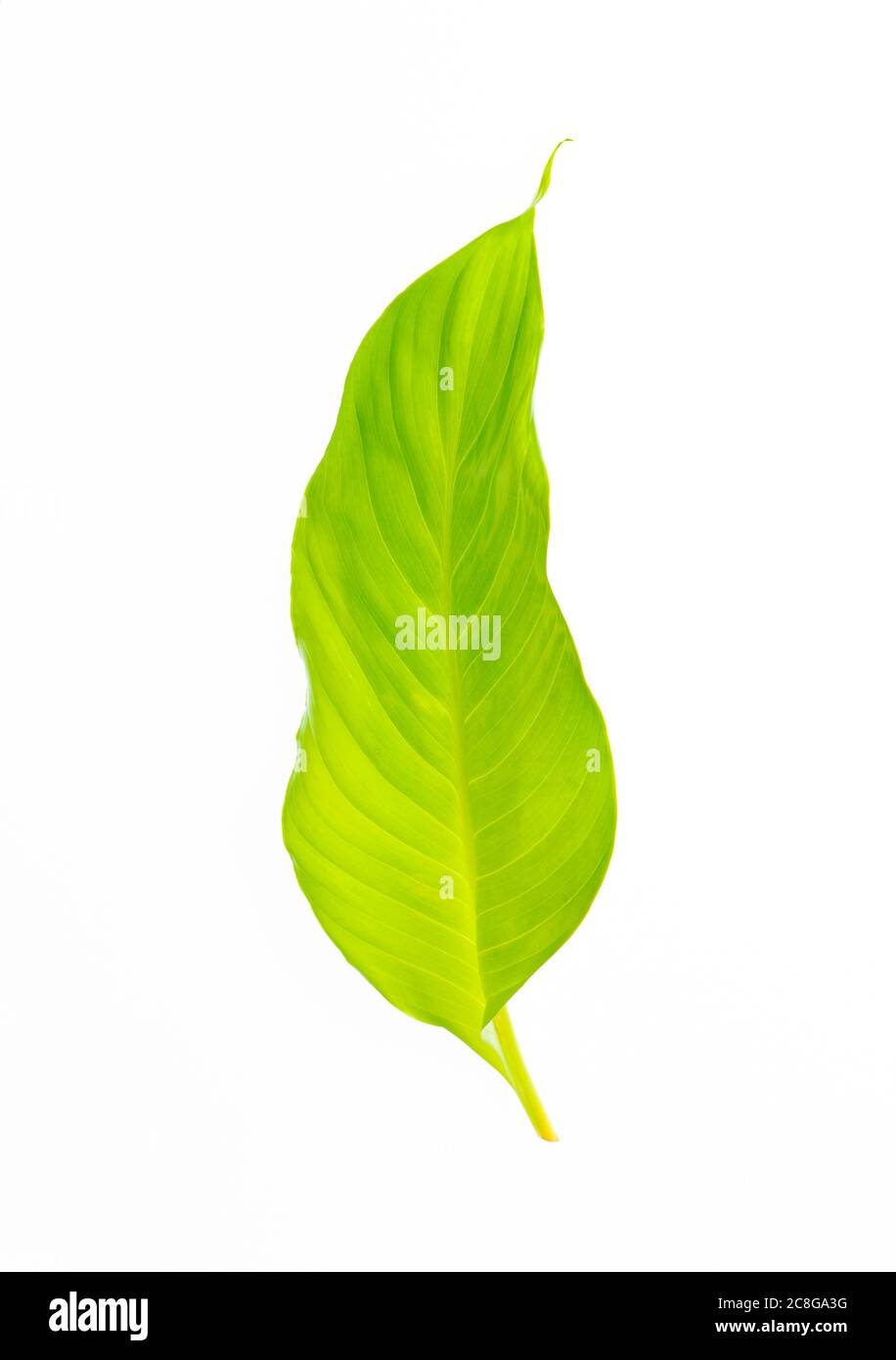 Lily leaf hi-res stock photography and images - Alamy