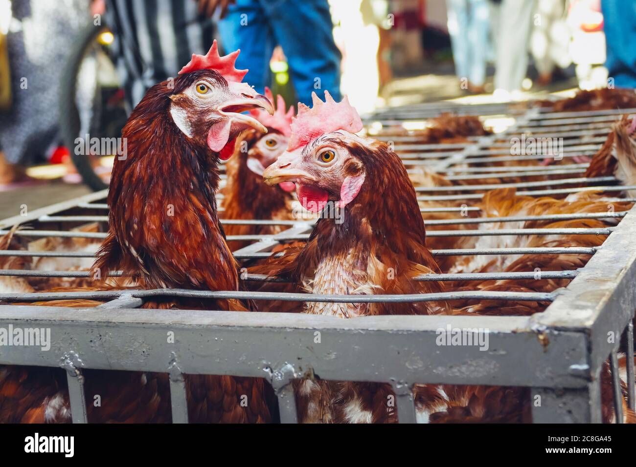 Chicken performance hi-res stock photography and images - Alamy