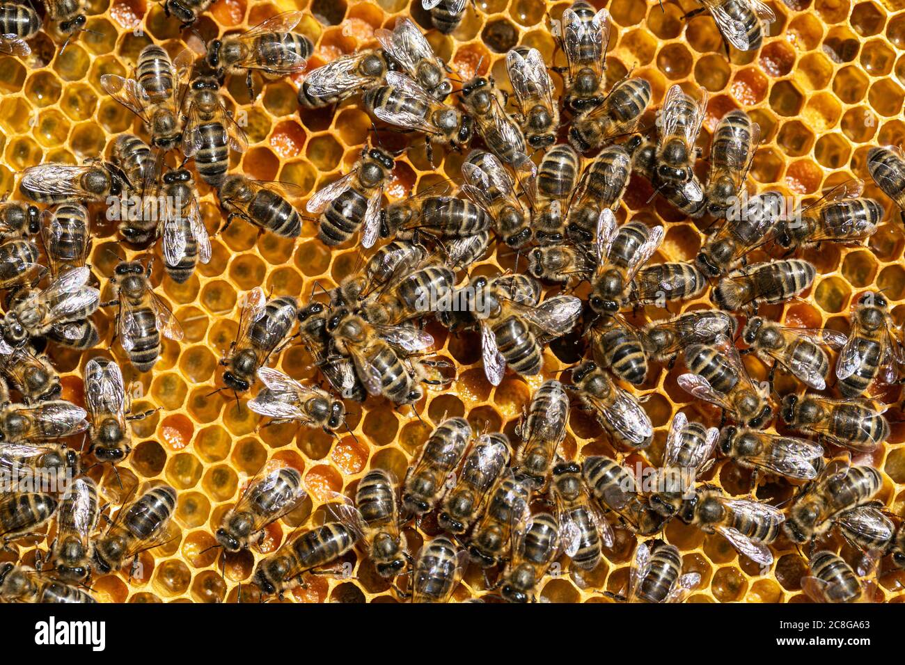 Bees on the hive hi-res stock photography and images - Alamy