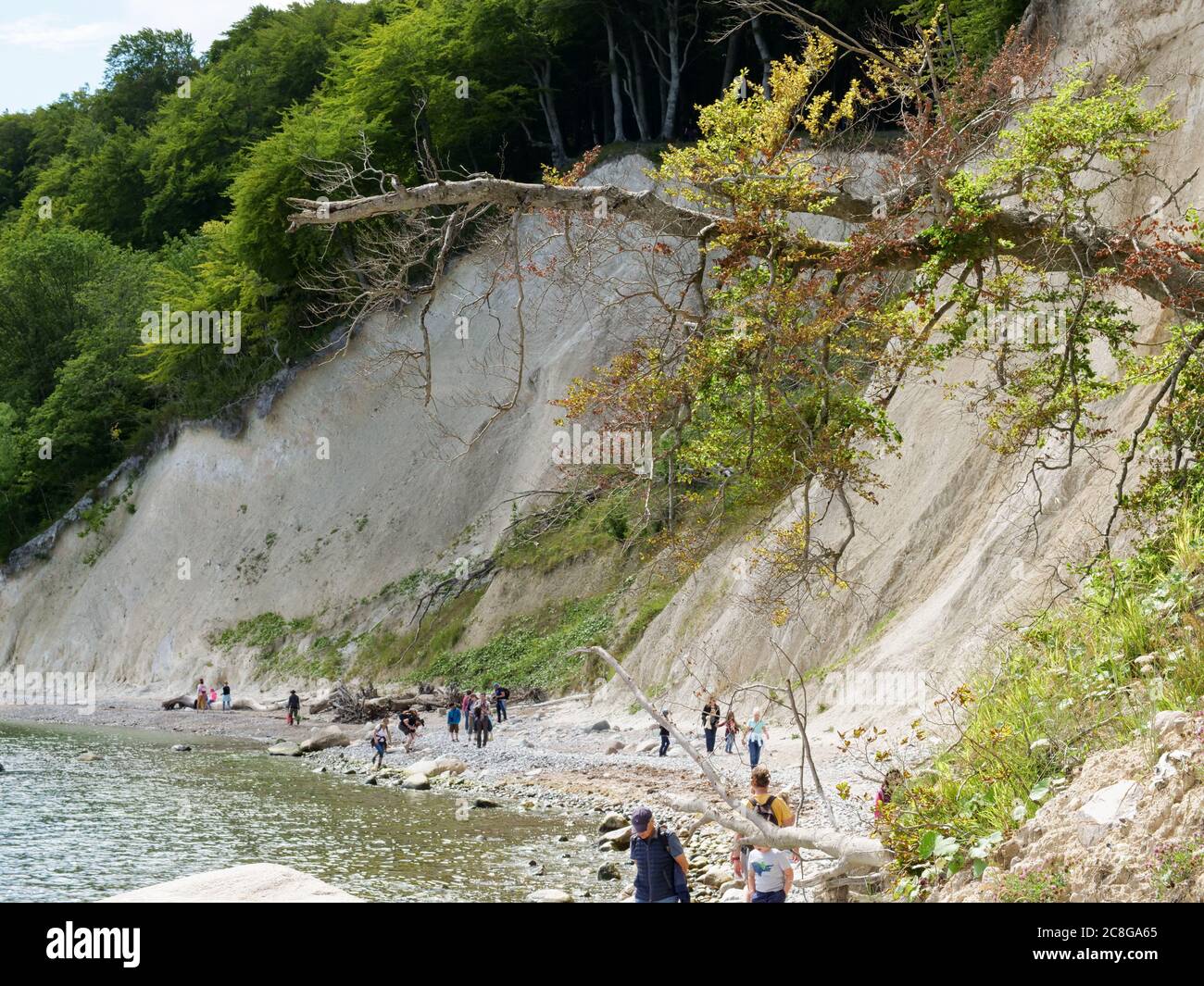 Kreidefelsen auf Rügen im Nationalpark Jasmund zwischen Sassnitz und ...