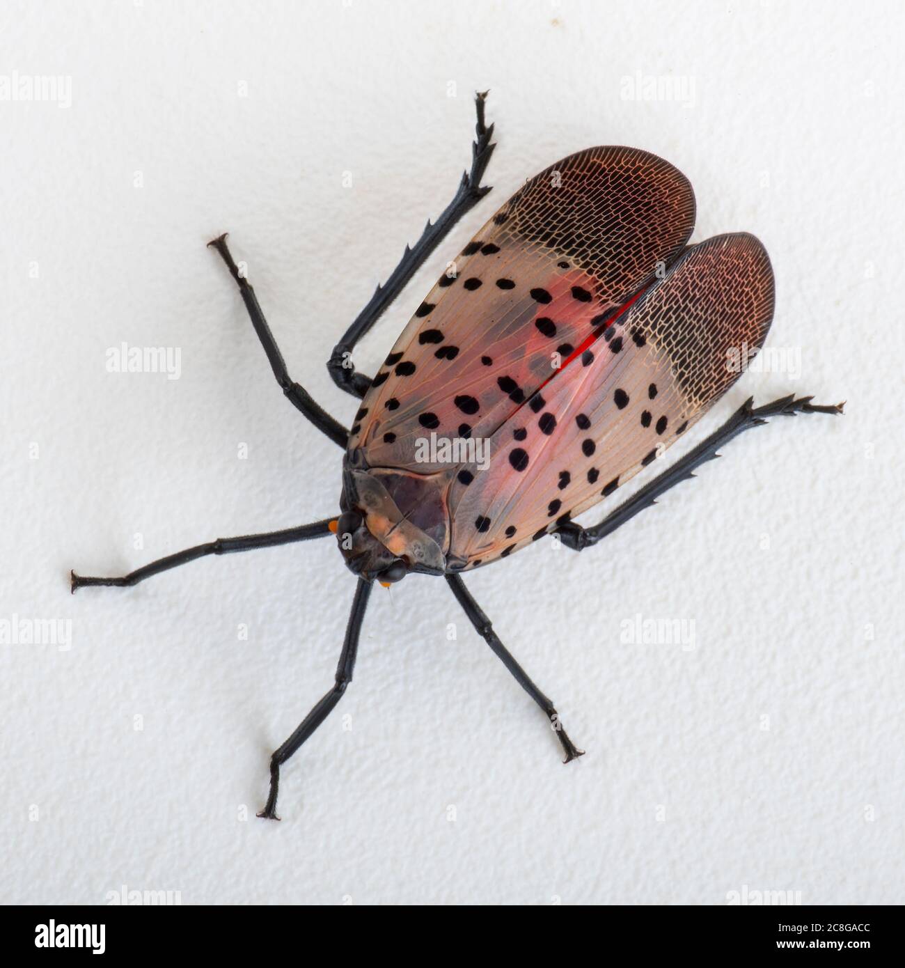 Bug with spotted wings hi-res stock photography and images - Alamy