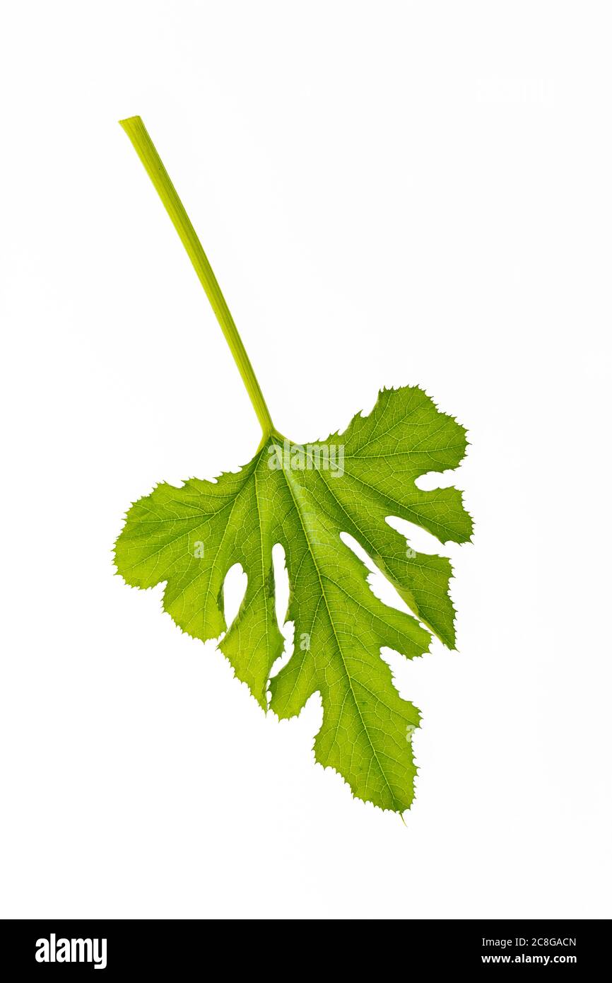Courgette leaf hi-res stock photography and images - Alamy