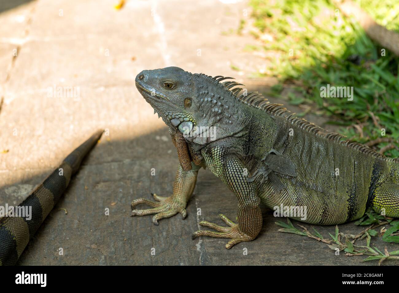 Reptiles in Bali Bird Park Stock Photo - Alamy