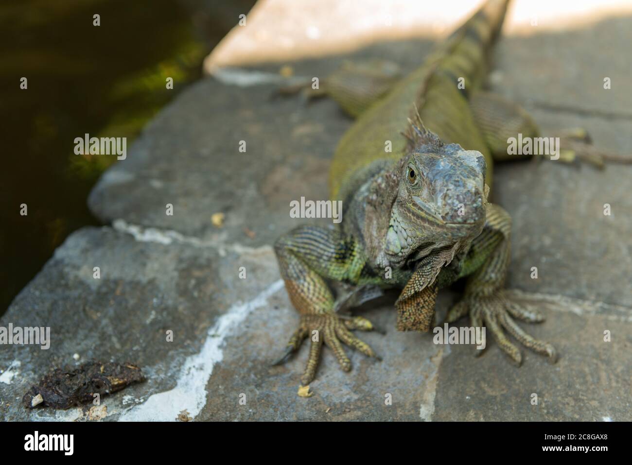 Reptiles in Bali Bird Park Stock Photo - Alamy