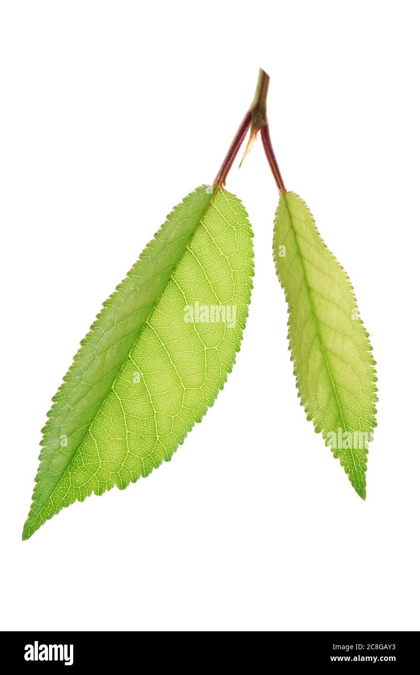 Green sprout, back light, isolated on white background Stock Photo - Alamy