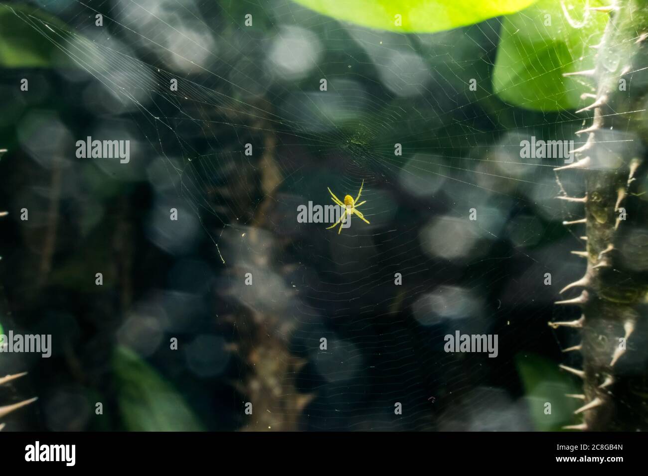 Isolated tiny yellow spider in the center of its formed web Stock Photo ...