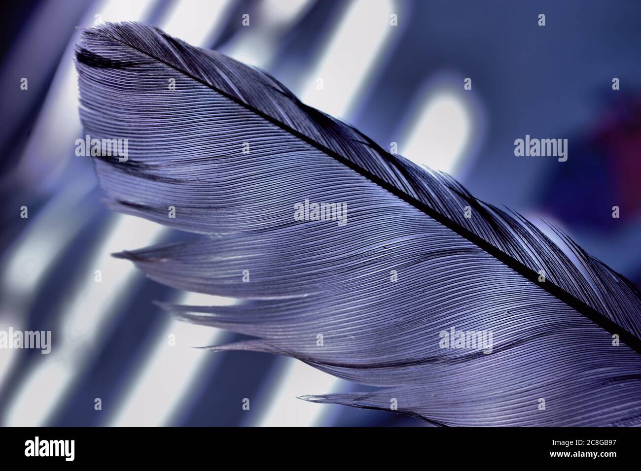 Feather light blue hi-res stock photography and images - Alamy
