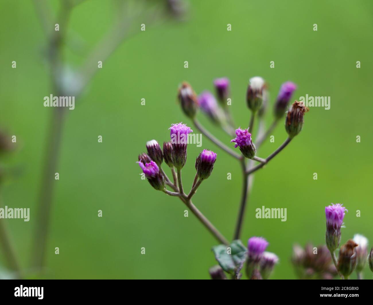 Flower of Cyanthillium cinereum also known as little ironweed in the ...