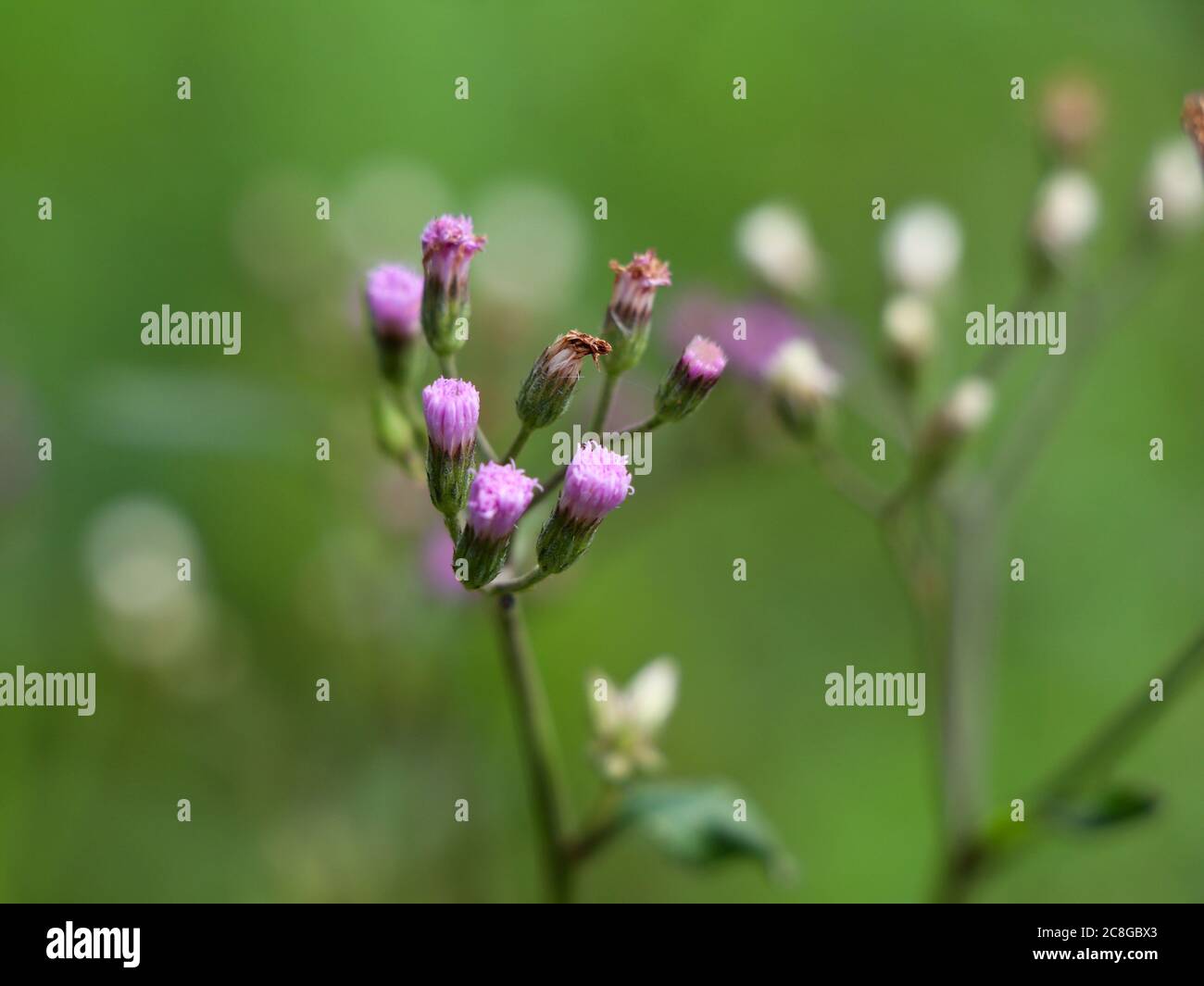 Flower of Cyanthillium cinereum also known as little ironweed in the ...