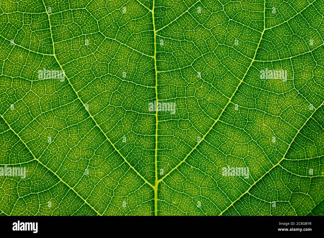 Veins texture hi-res stock photography and images - Alamy