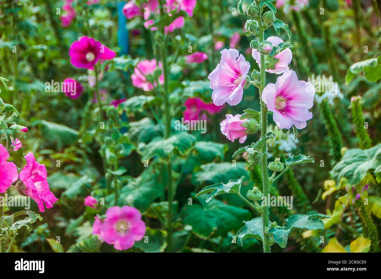 Hollyhock flower blossoms in the park, Alcea rosea (common hollyhock ...