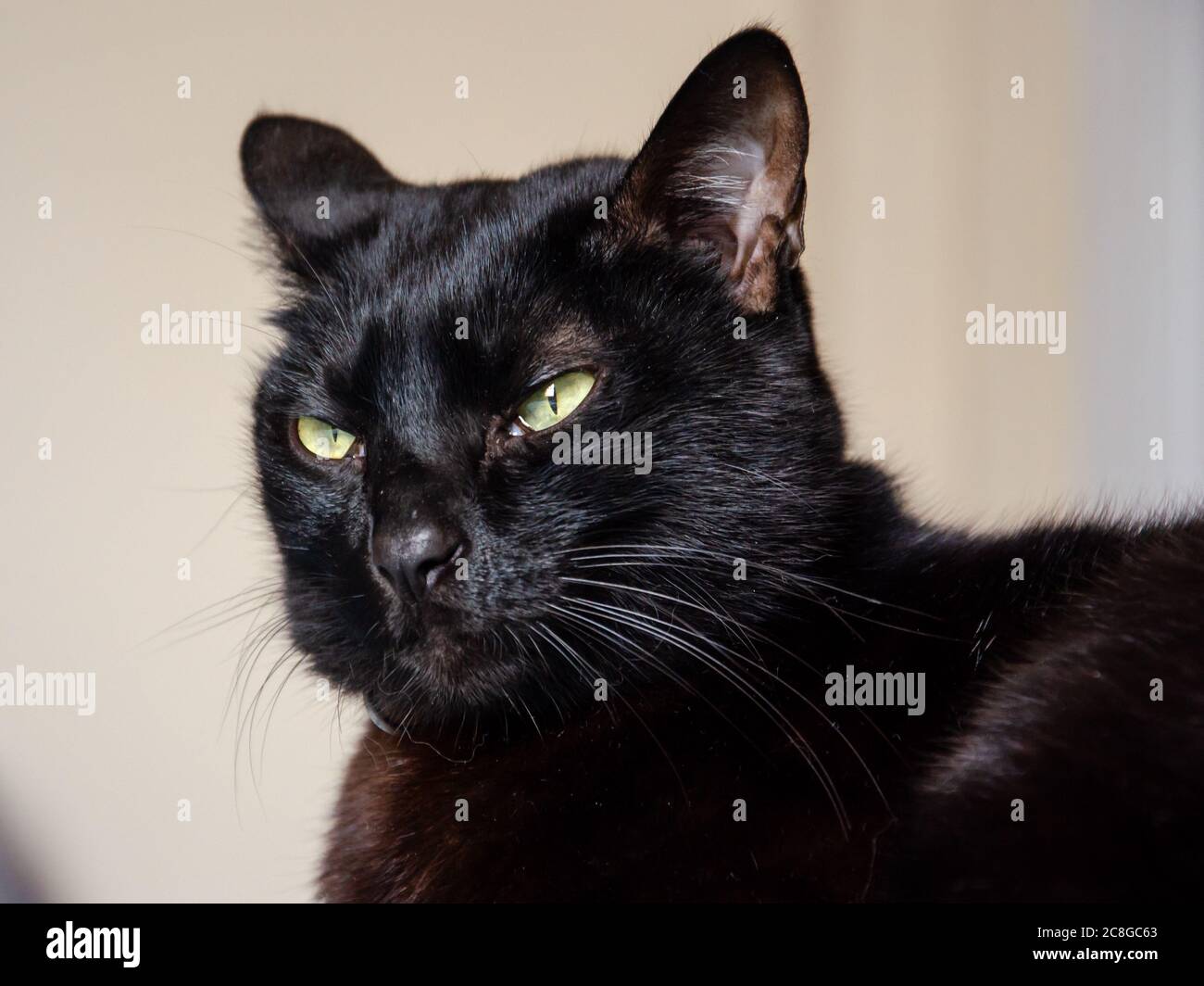 Black cat cute face hi-res stock photography and images - Alamy