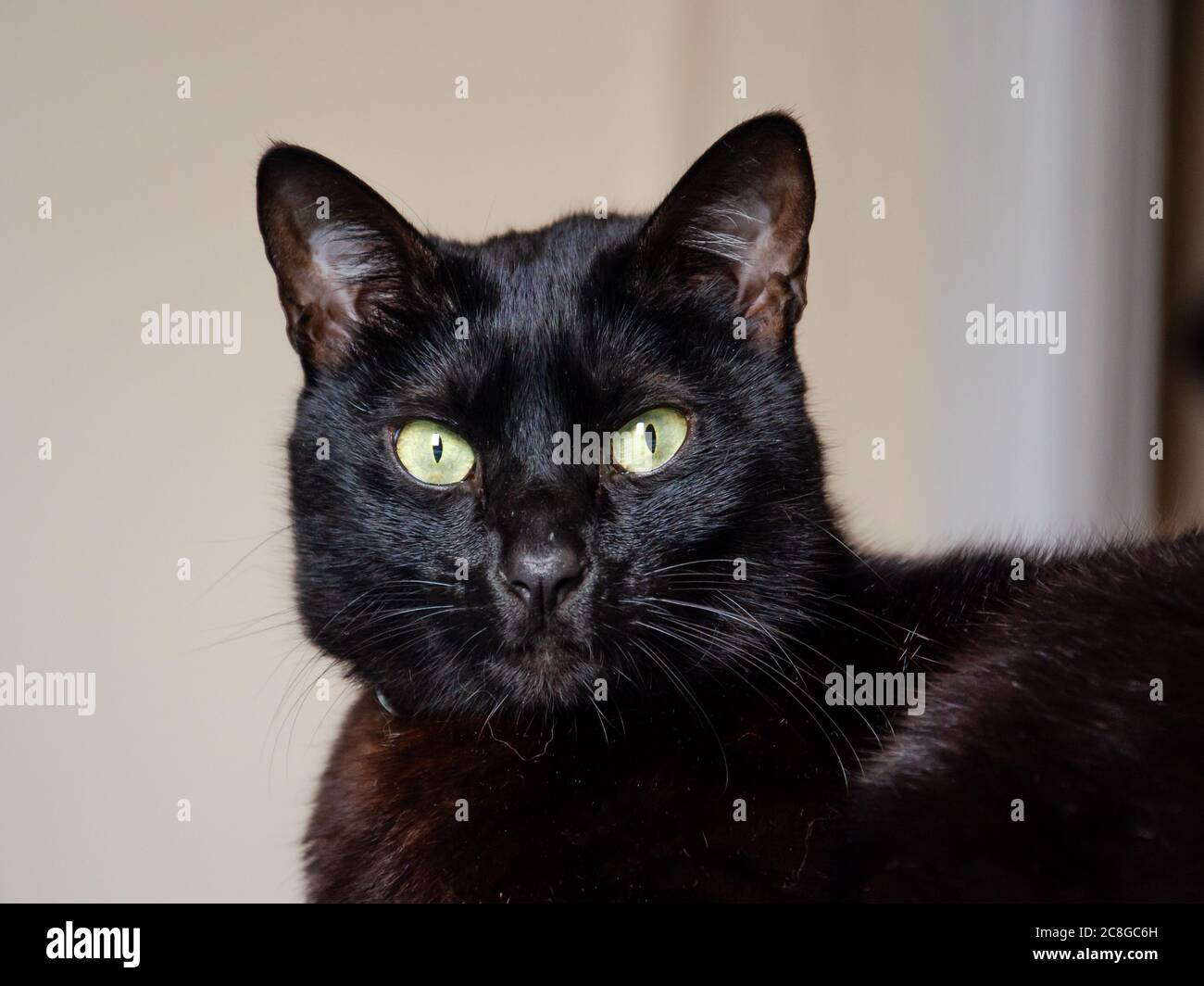 Animal face looking at camera hi-res stock photography and images - Alamy