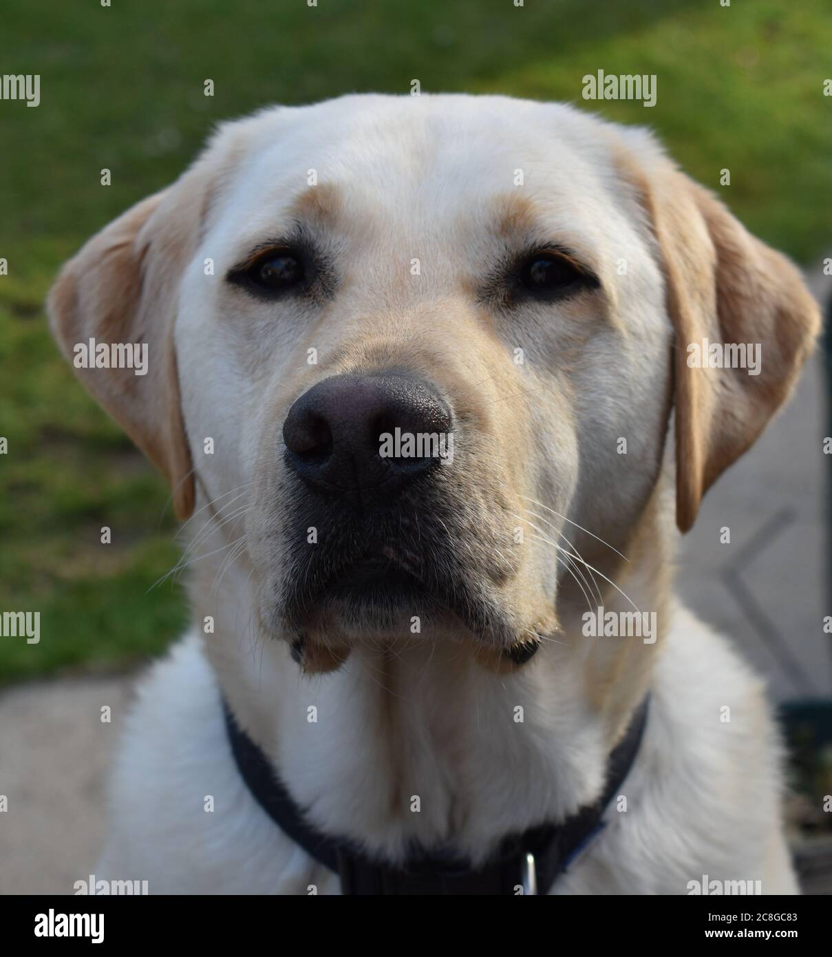 Close up of golden labrador with a grassy background Stock Photo - Alamy