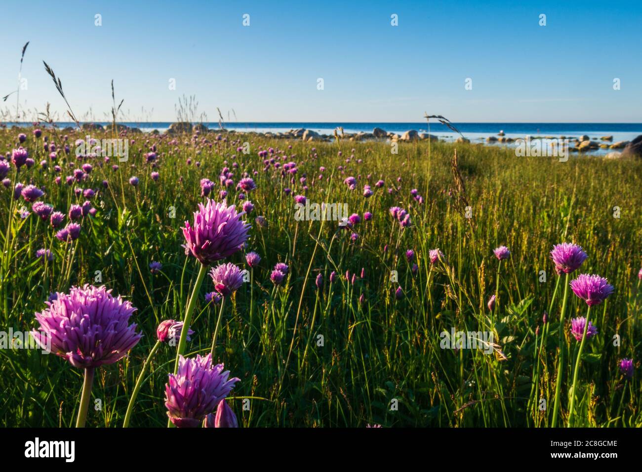 Pink flowers growing while the ocean coast Stock Photo - Alamy