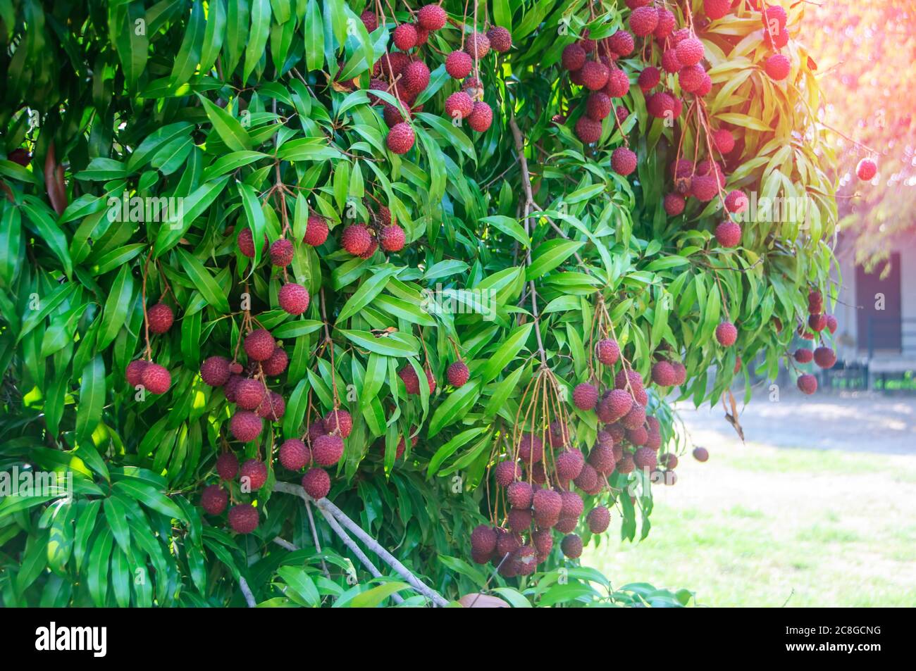 Lychee tree hi-res stock photography and images - Alamy