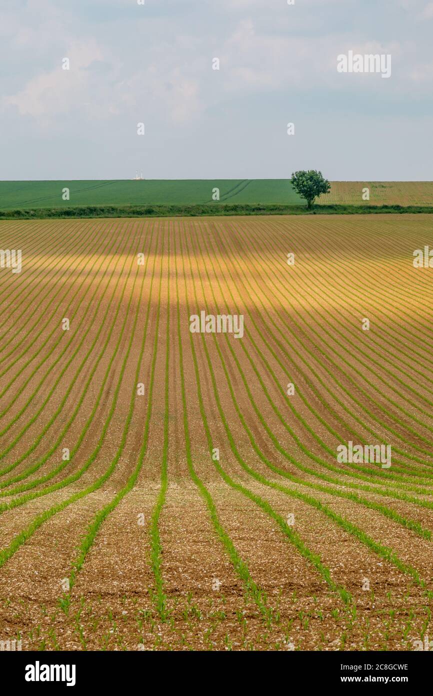 A tree on the horizon of a landscape in rural France Stock Photo - Alamy