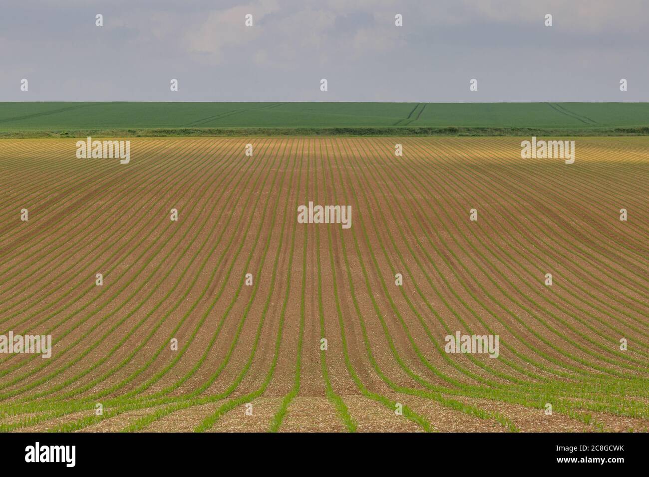 Young crops growing on a remote French farm Stock Photo - Alamy