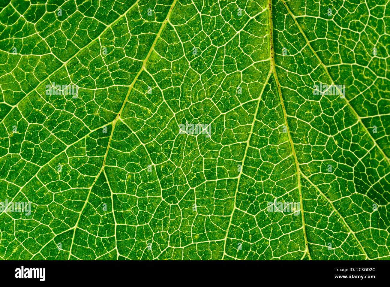 Veins texture hi-res stock photography and images - Alamy
