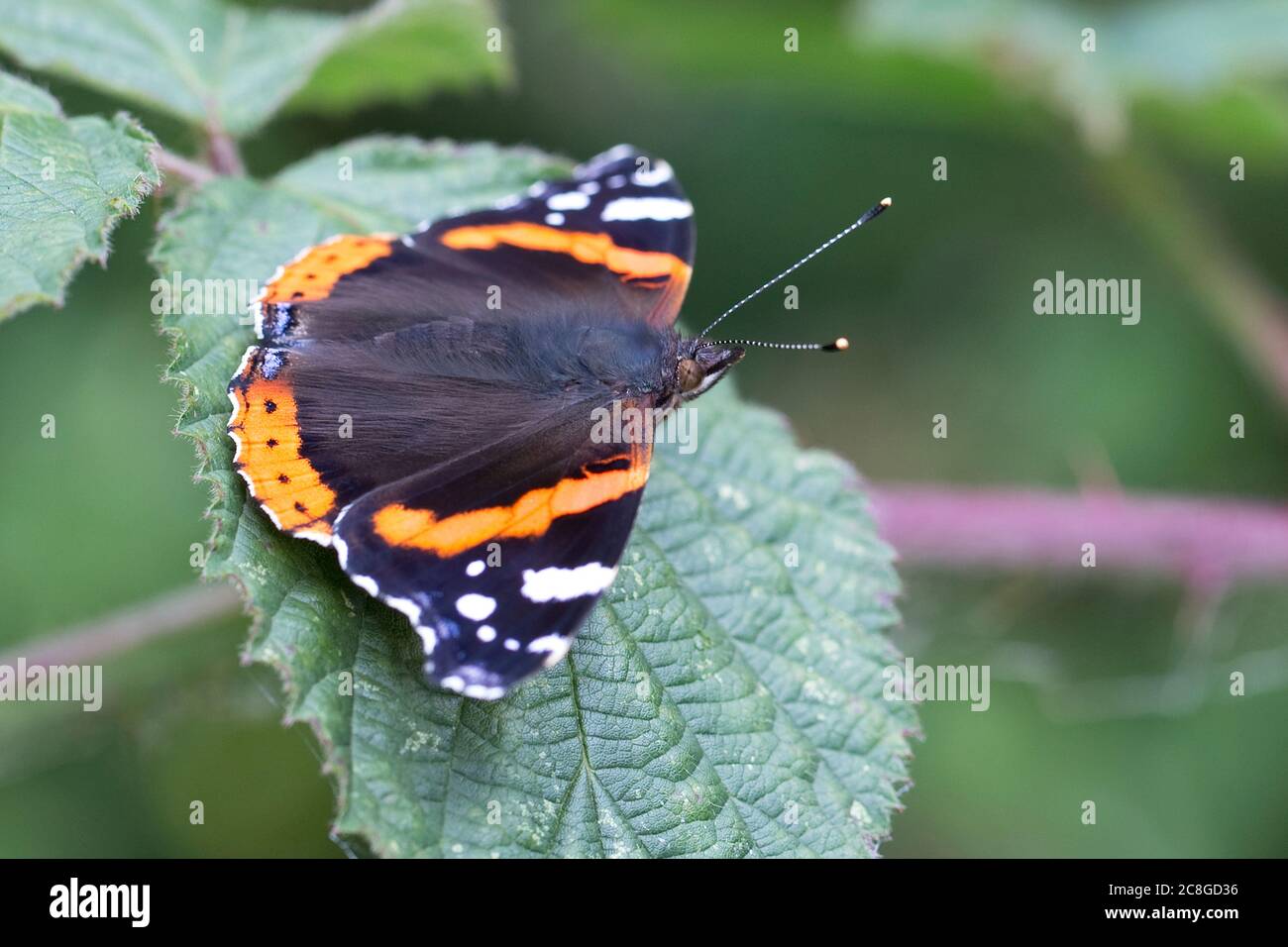 Red Admiral (Vanessa atalanta Stock Photo - Alamy