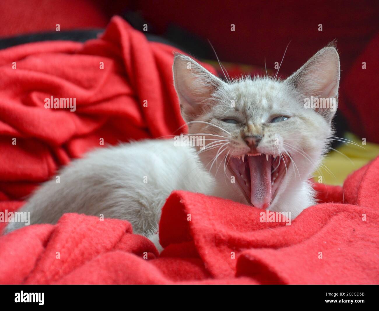 Small yawn yawning young hi-res stock photography and images - Alamy