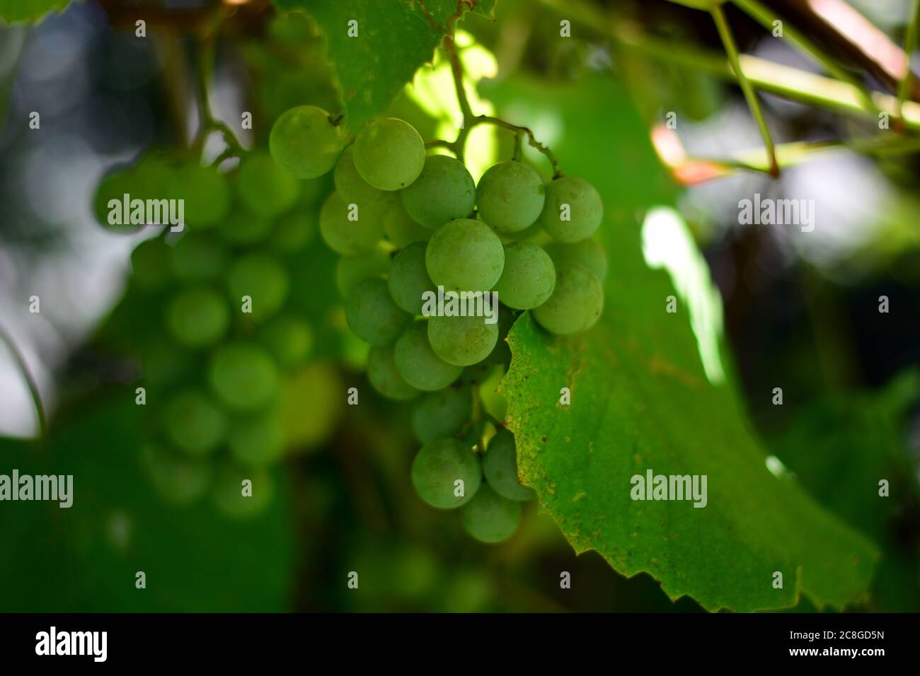 bunches of grapes ripening Stock Photo - Alamy