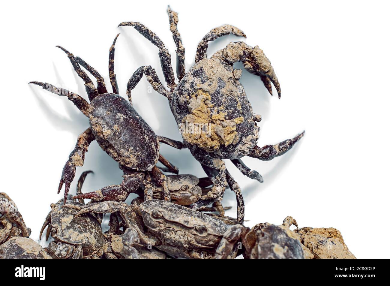 Fresh Crab (Field crab) Isolated on white background Stock Photo - Alamy