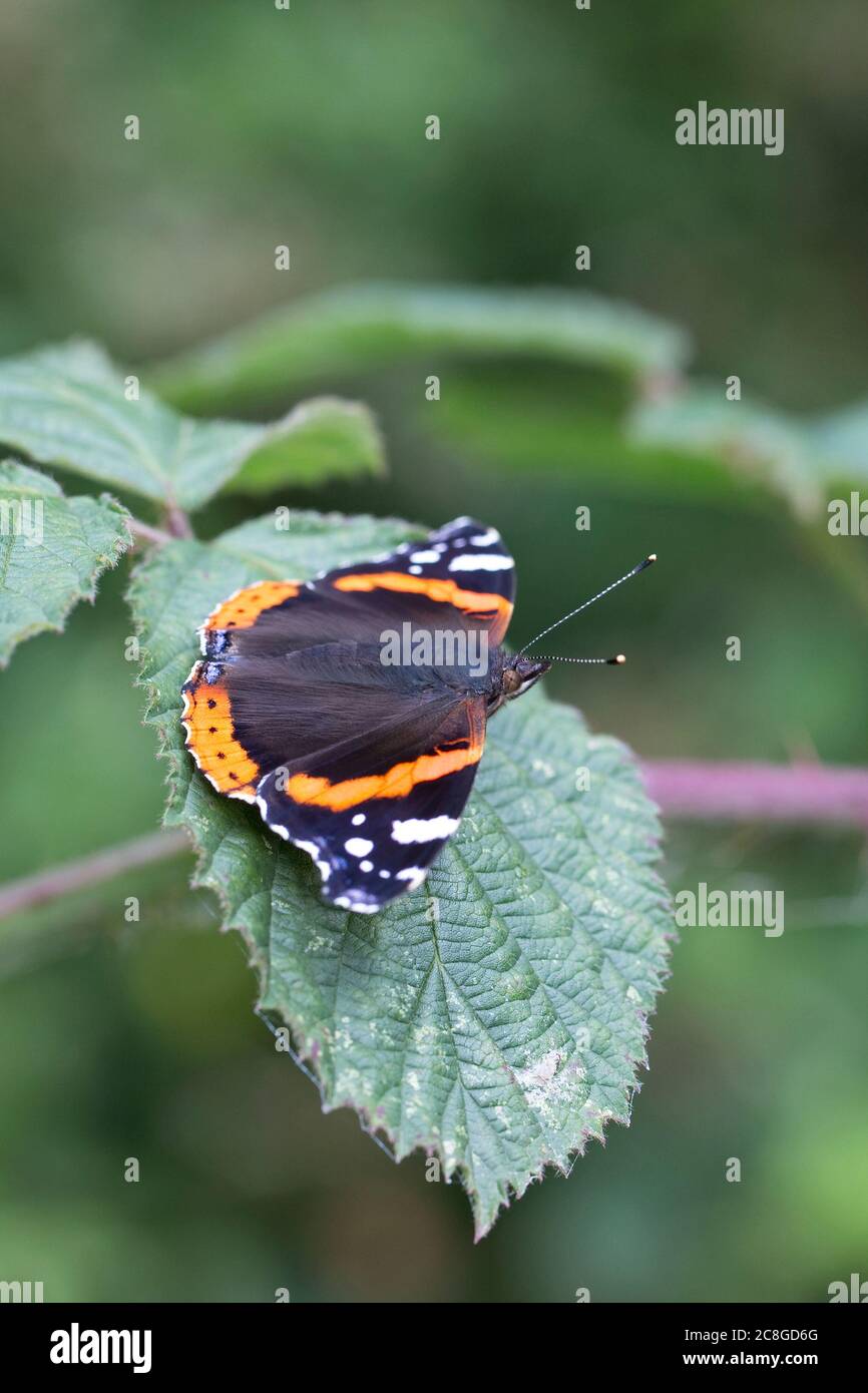 Red Admiral (Vanessa atalanta Stock Photo - Alamy