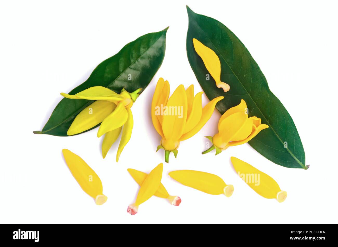 Ylang Ylang or Ilang ilang (Cananga odorata) with green leaves isolated ...