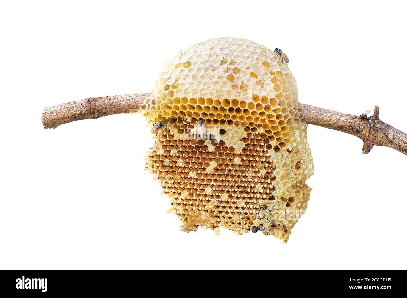 Beehive closeup on stick of tree isolated on white background, clipping ...