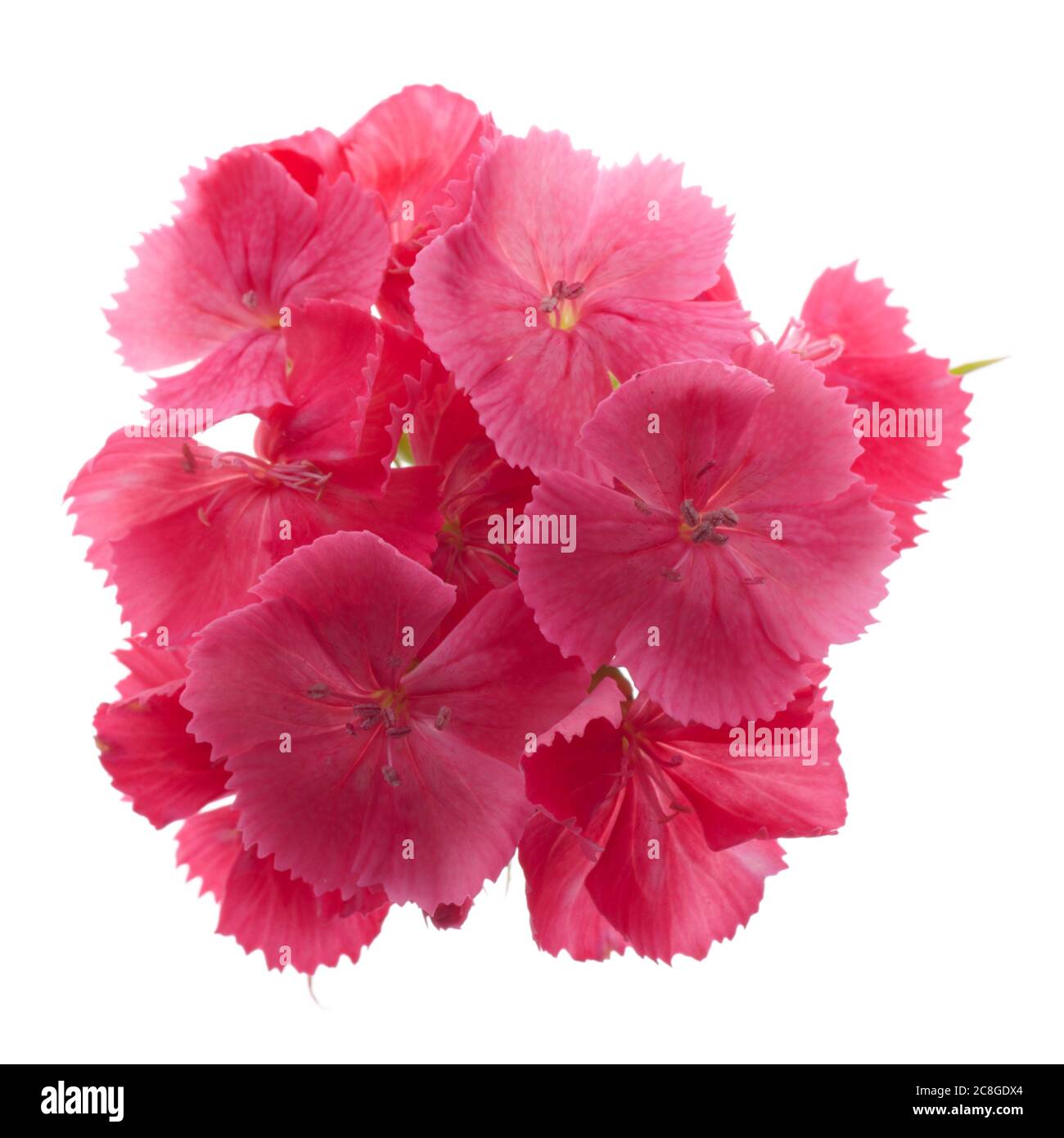 Carnation cluster hi-res stock photography and images - Alamy
