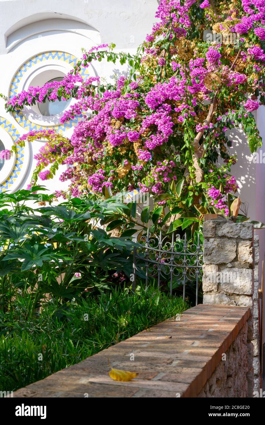 Bougainvillea flowers capri italy hi-res stock photography and images ...