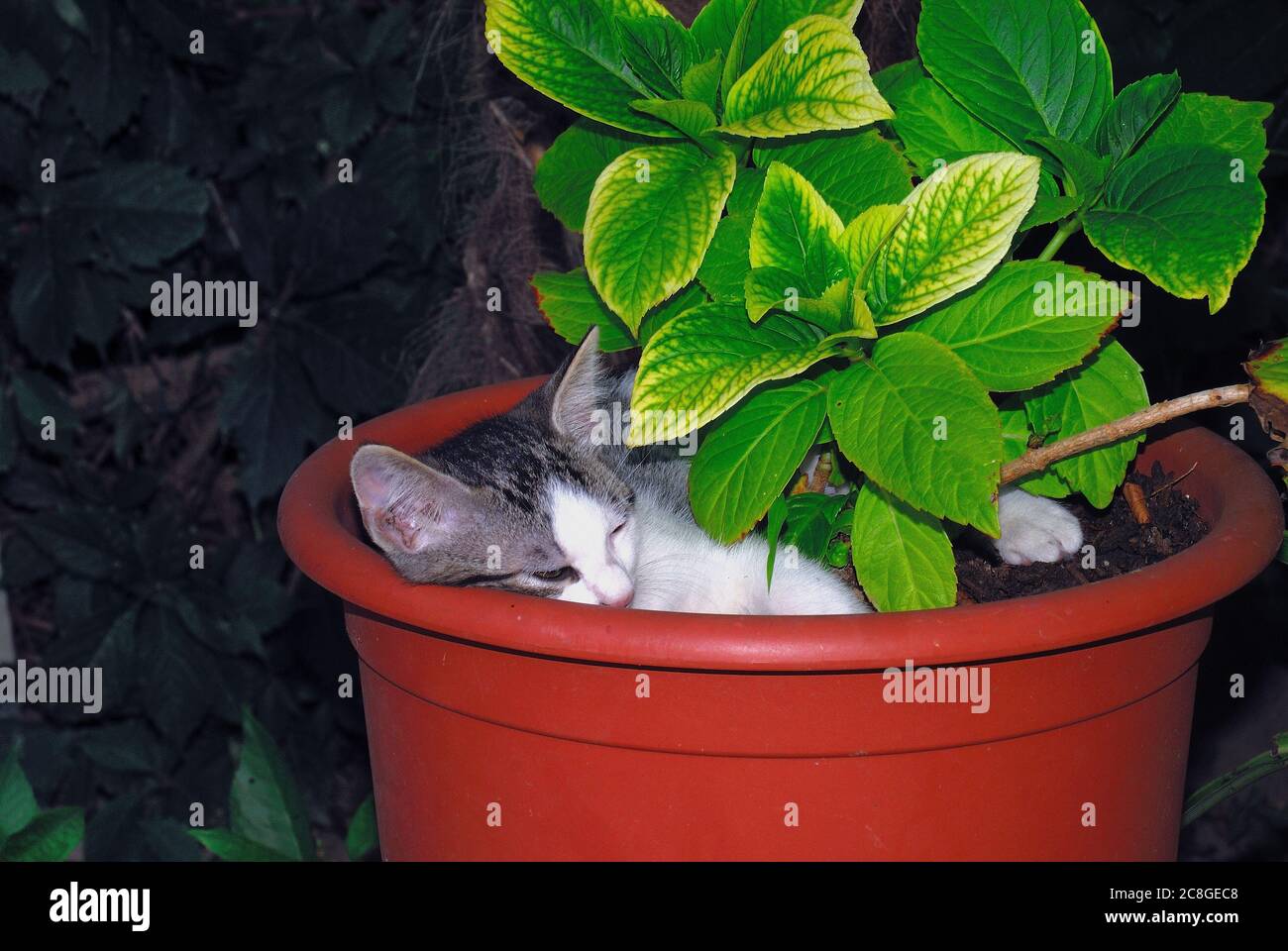 At Night A Kitten Sleeping In A Flowerpot Stock Photo Alamy